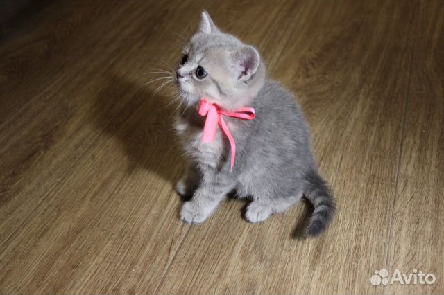 Шотландские котята