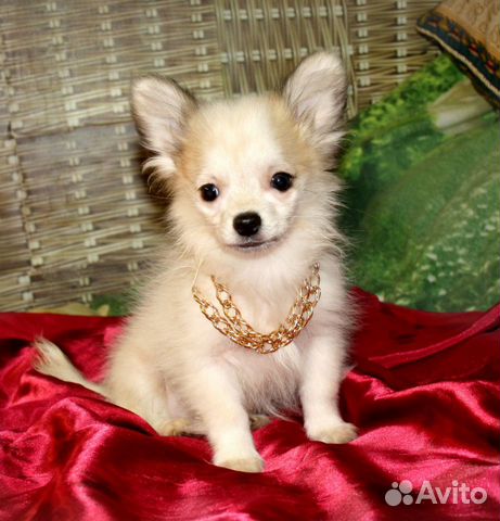 Мальчик Дизайнерской породы