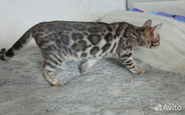 Бенгальские котята