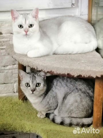 Британские кошки 8 месяцев