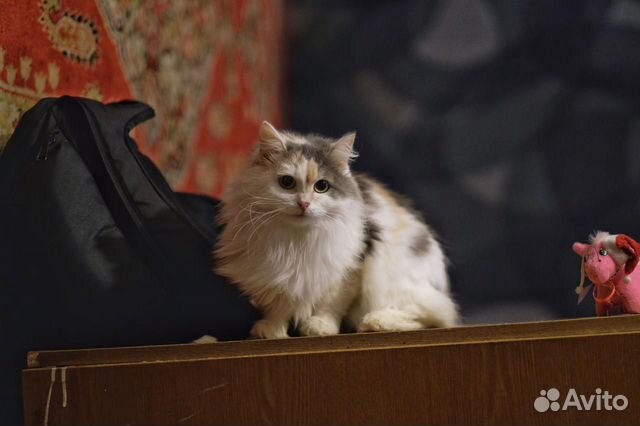 Кошка Туся