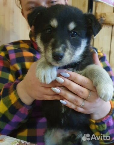 Щенки в хорошие руки