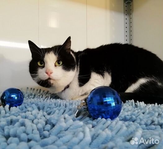 Дакота - кошачья Даная