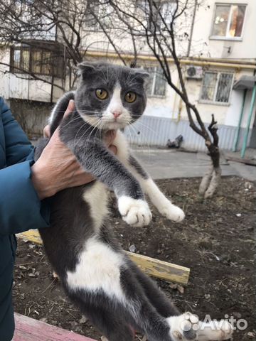 Кот. В добрые руки