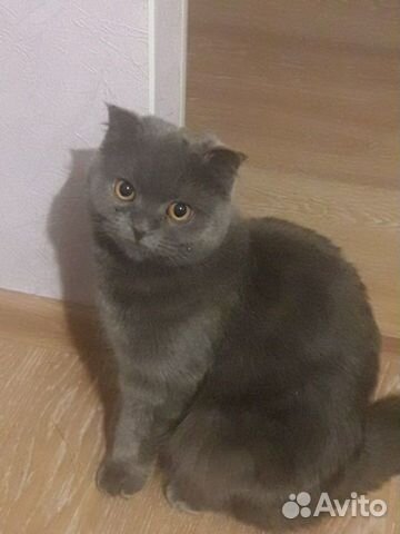 Шотландская ждёт Принца