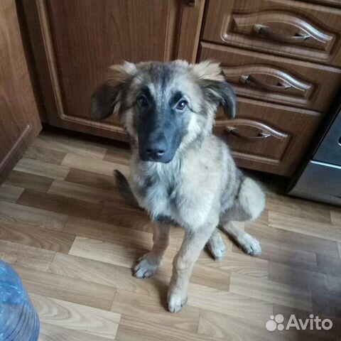 Прекрасный щенок 5 месяцев