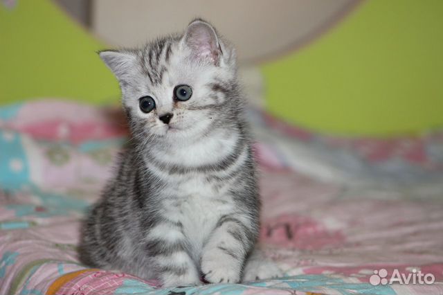 Британочка Стефания черный мрамор на серебре