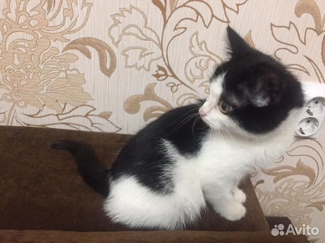 Котенок-Филя