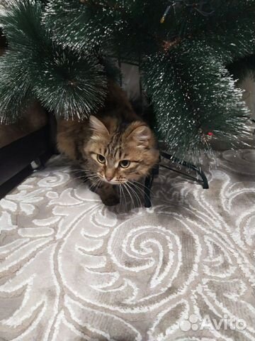 Котик Люсик