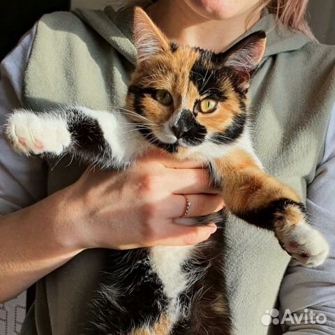 Котенок 4 месяца, кошка трехцветка