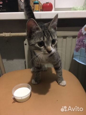 Отдадим котёночка