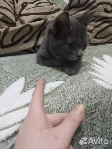 Русская голубая