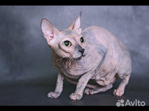 Найдена кошка