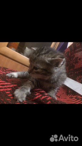 Котята