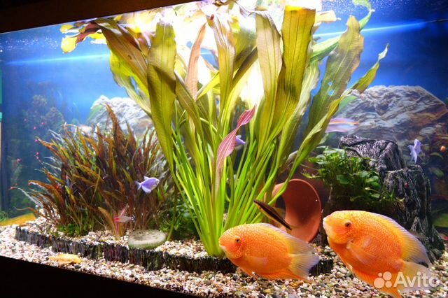 Растение Эхинодорус Флоренс