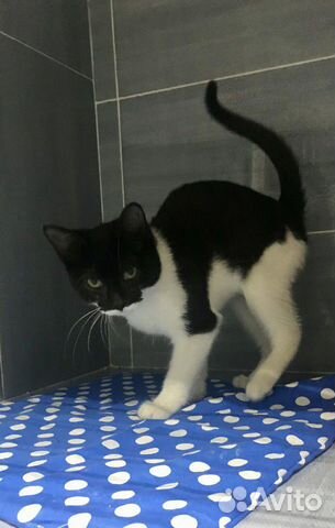 Котенок панда
