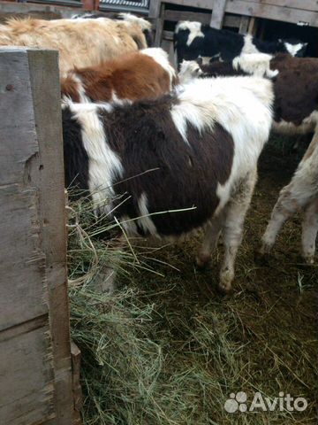 Телки племенные