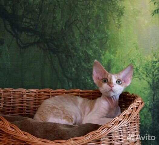 Рыжее счастье из питомника