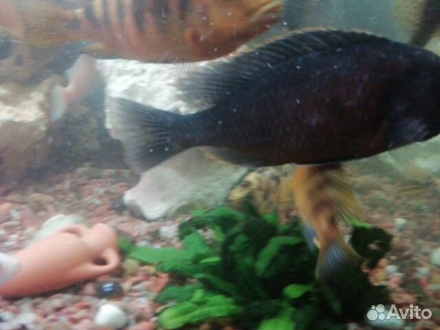 Красный Каданго или Копадихромис Каданго, (Цихлида