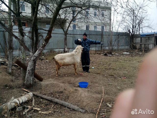 Козел на вязку