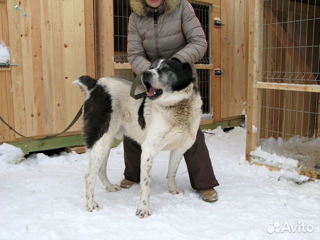 Взрослый алабай Анзор