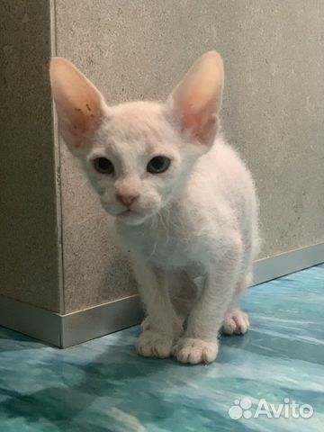 Донской сфинкс