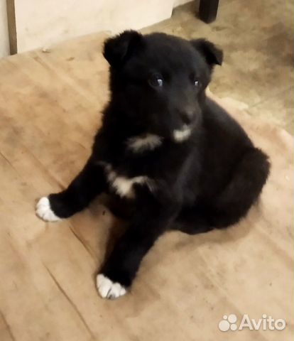 Щенок Мишутка