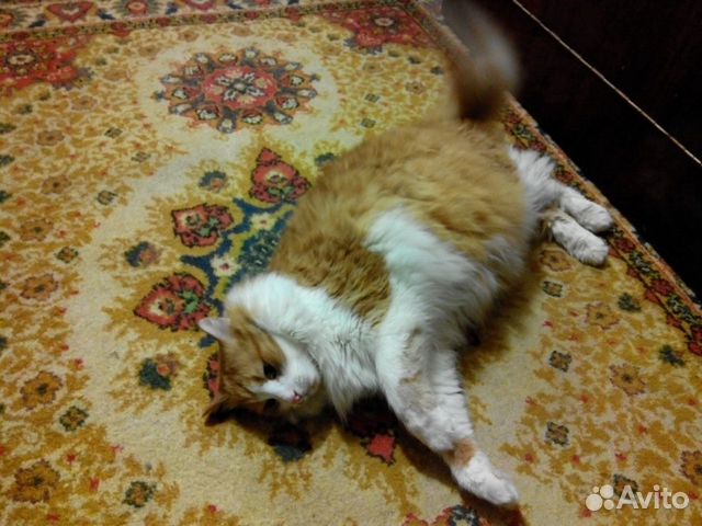 Пушистый рыжий кот