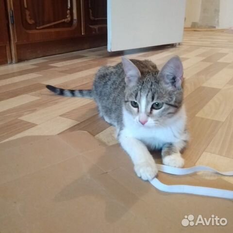 Котенок ищет хозяина