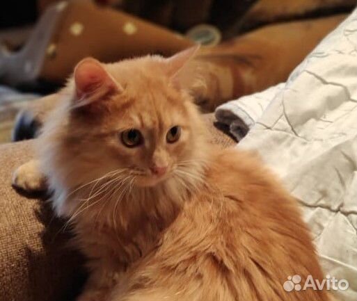 Рыжий котик 7 месяцев, в дар