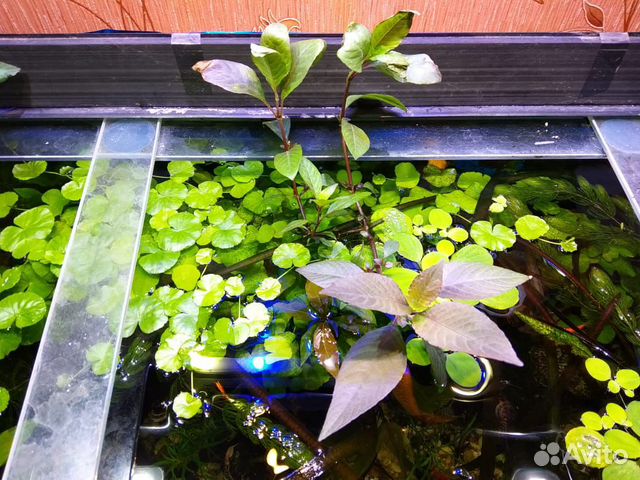 Аквариумное растение лимонник, и др