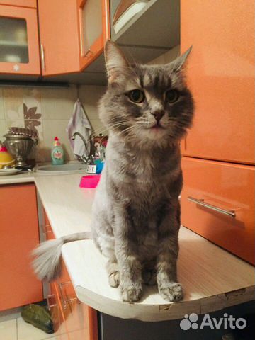 Шарик киса в добрые руки