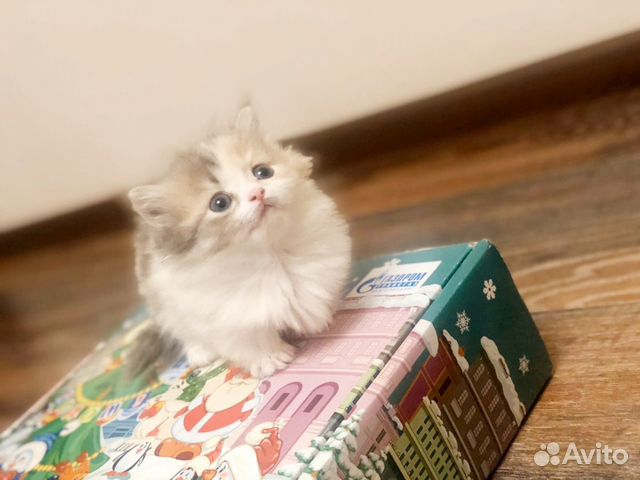 Девочка манчкин (скоттиш килт)