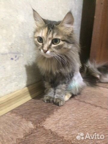 Кошка Ася, коротколапик