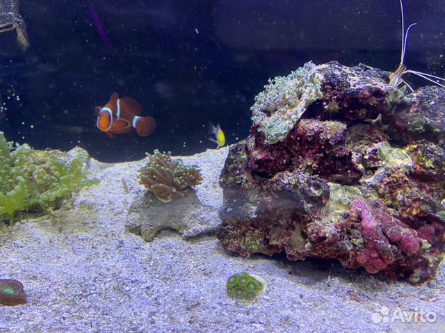 Морской аквариум