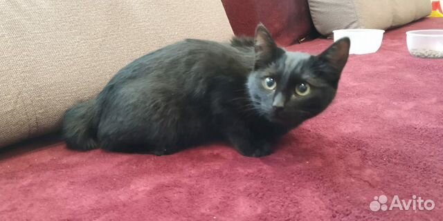 Котенок в добрые руки