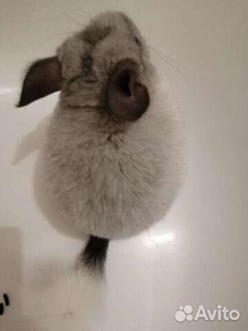 Шиншилла редкого окраса