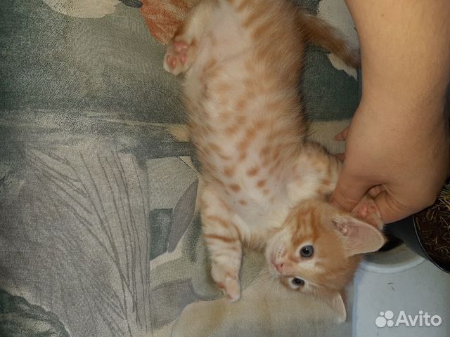 Продам котят