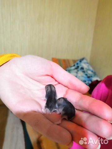 Джунгарские хомяки