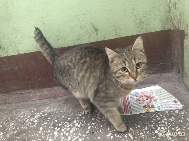 Ласковый котик в частный дом