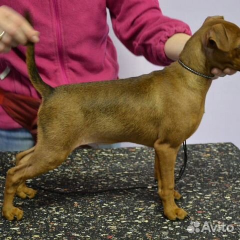 Щенки Цвергпинчера