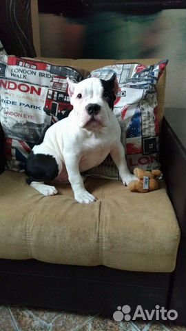 Мальчик Американский Булли