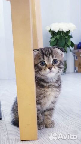 Шотландская