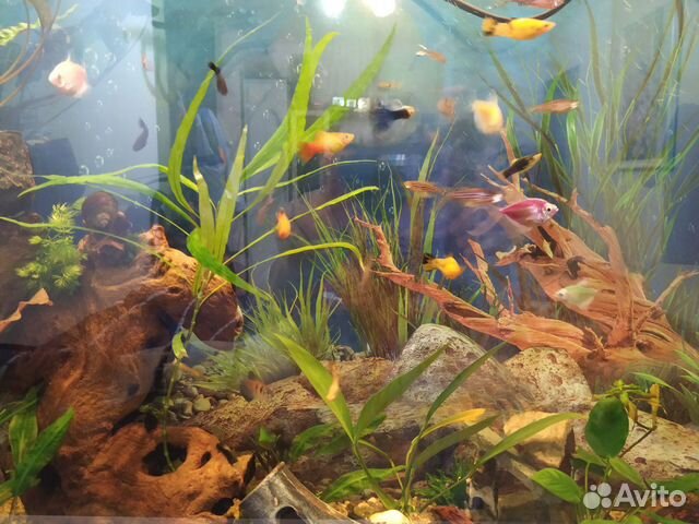 Аквариум с фильтром, крышкой. Рыбки