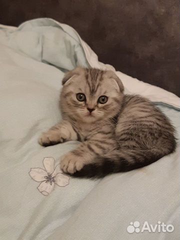 Шотландский вислоухий мальчик