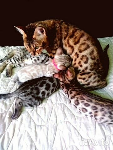Бенгальская кошка