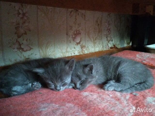 Серебряные и черно-бурые котята