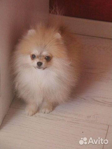 Шпиц подросток минюшный мальчик