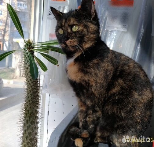 Найдена кошечка,отдам в добрые руки