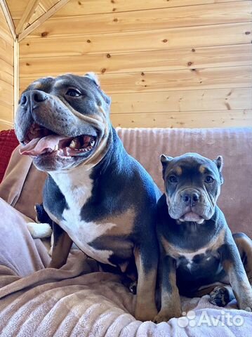 Девочка Американский булли